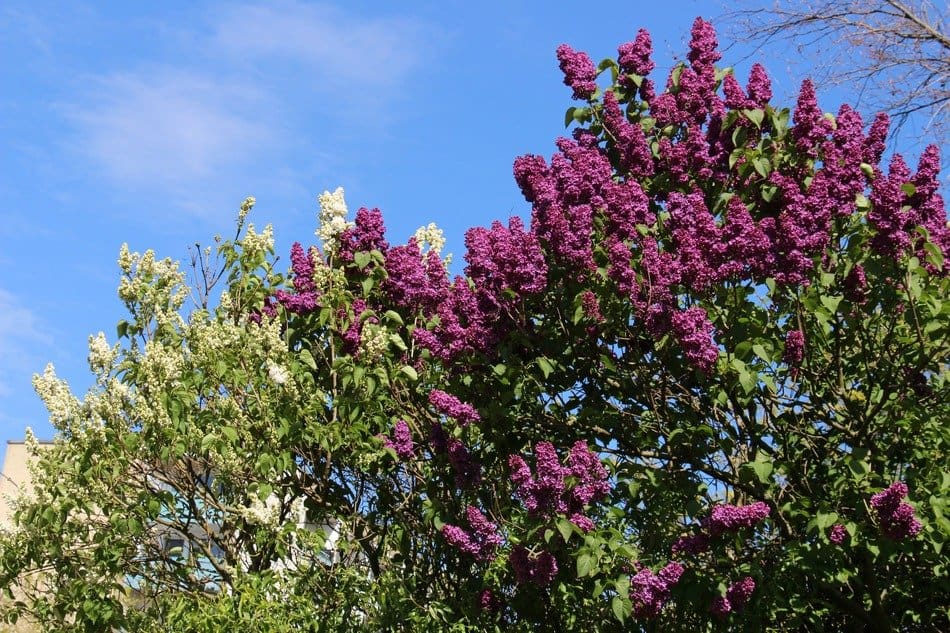 Lilacs Can You Grow Lilacs Indoors? - Indoor Green Guide