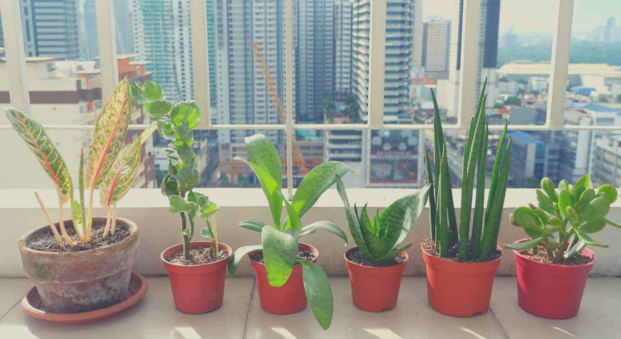 How To Keep Indoor Plants Green And Healthy Guide And 10 Tips - Indoor ...