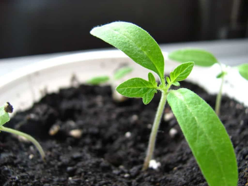 How To Grow Indoor Plants From Seeds In 7 Easy Steps? - Indoor Green Guide