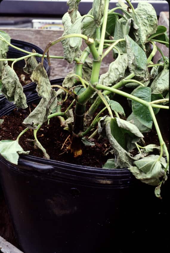 How To Save A Houseplant With Root Rot In 6 Steps - Indoor Green Guide