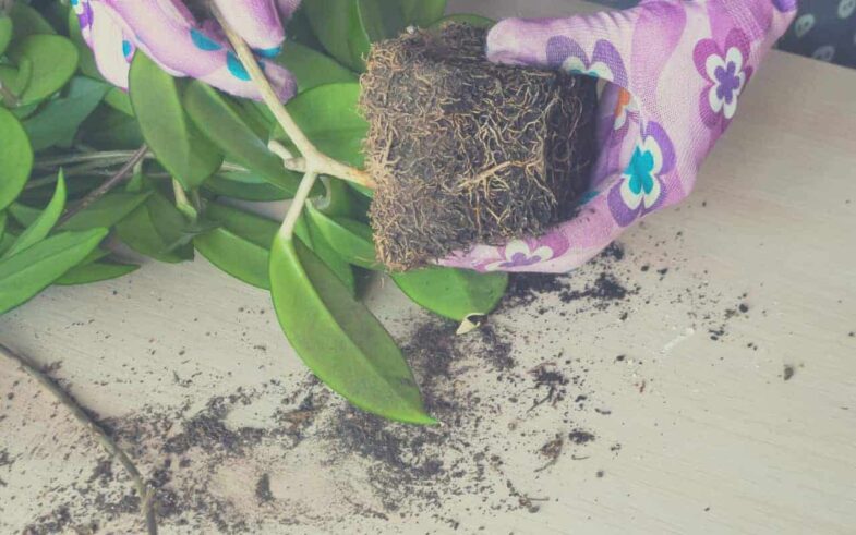 How To Save A Houseplant With Root Rot In 6 Steps - Indoor Green Guide