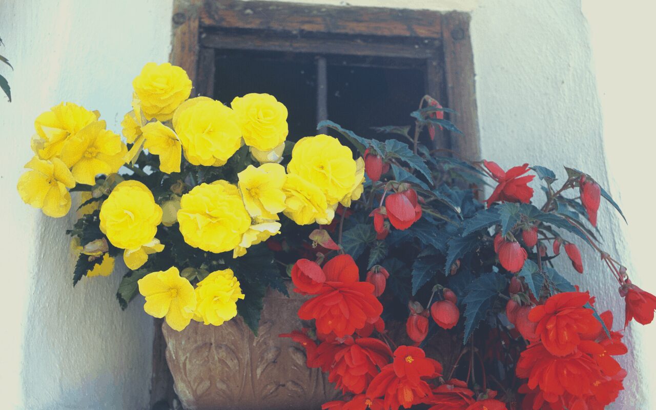 What Is The Difference Between Geraniums and Begonias? – Indoor and ...