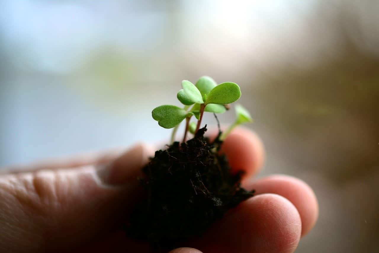 How To Grow Plants From Seeds? A Complete Guide - Indoor Green Guide