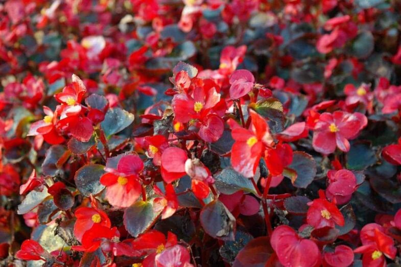 How To Keep Begonias Blooming? 5 Key Elements - Indoor Green Guide