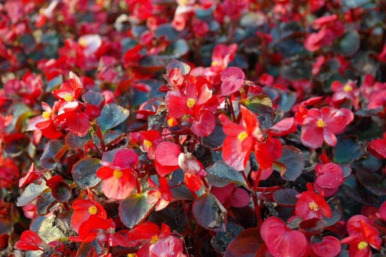 How To Keep Begonias Blooming? 5 Key Elements - Indoor Green Guide