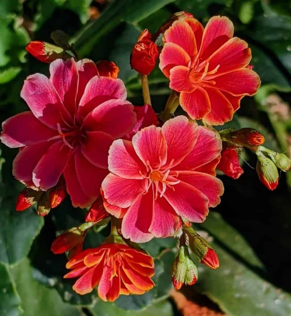 Succulents With Red Flowers Here are 11 Beautiful Succulents - Indoor ...