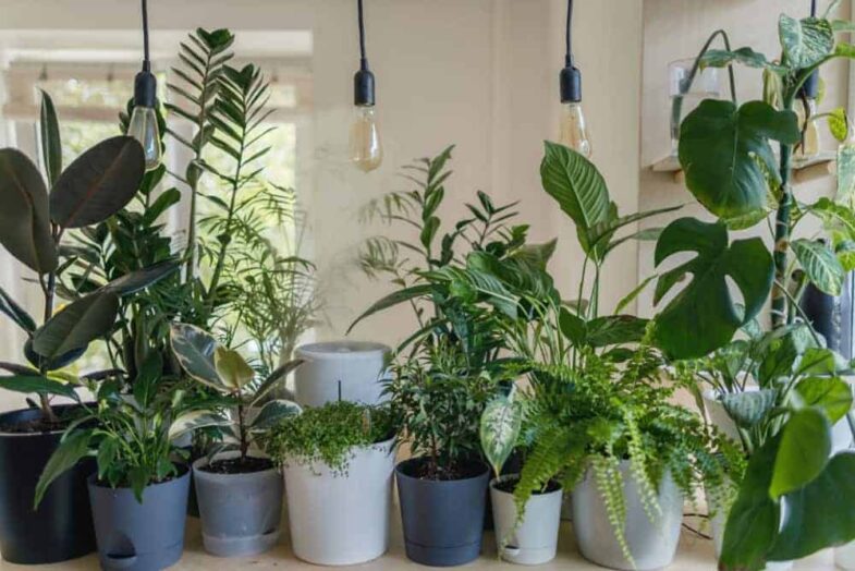 What Houseplants Need Bright Light? Here Are My 10 Picks - Indoor Green ...
