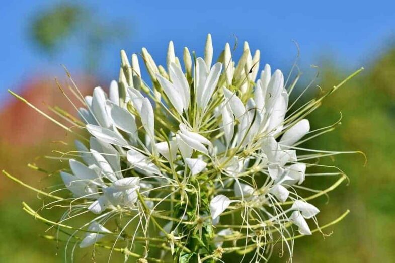 Spider Plants, What They Need, And How To Care For Them? - Indoor Green ...