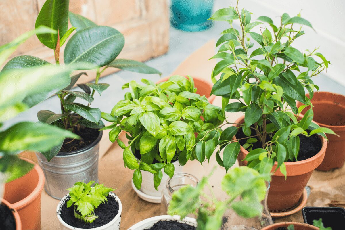 Companion Plants- 11 Houseplants That You Can Grow Together - Indoor ...