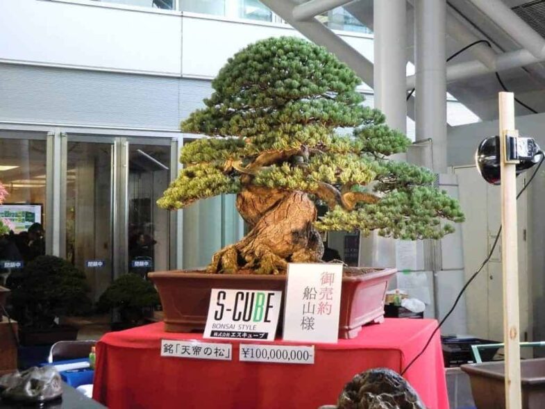 What Is The Most Expensive Bonsai Tree? - Indoor Green Guide