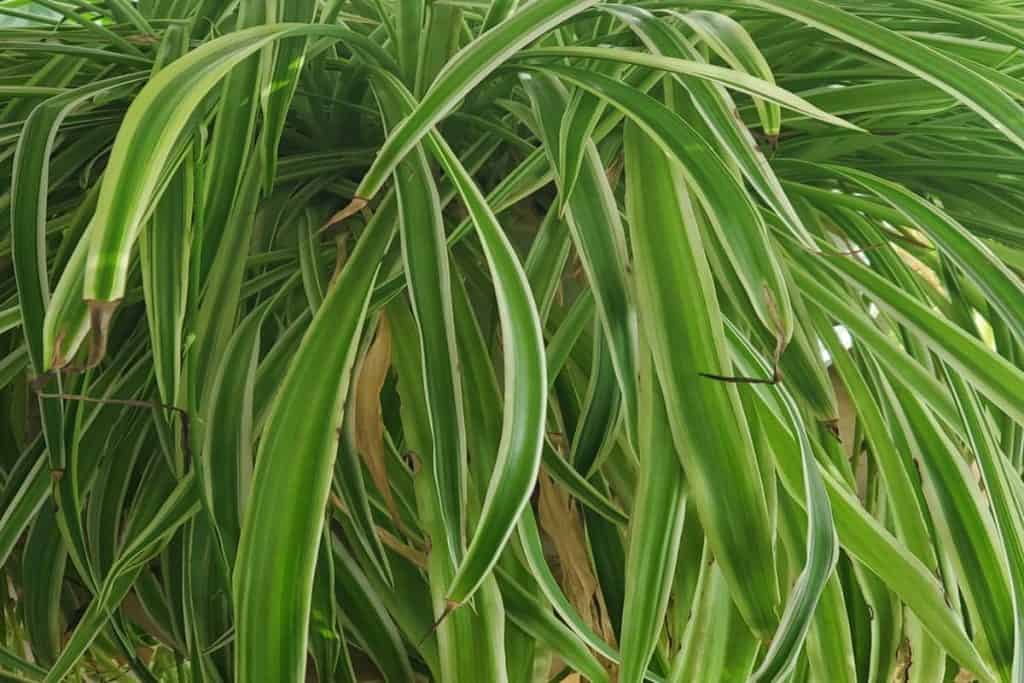 Variegated Spider Plant: Different Types and Proper Care - Indoor Green ...