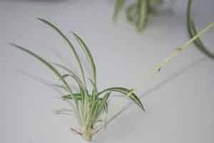 Growing and Taking Care of Spider Plants A Complete Guide - Indoor ...