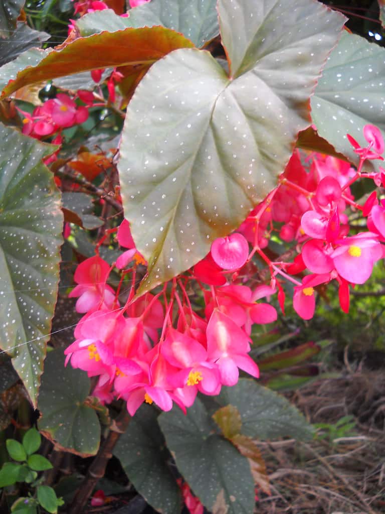 How To Propagate And Successfully Grow Begonias - Indoor Green Guide