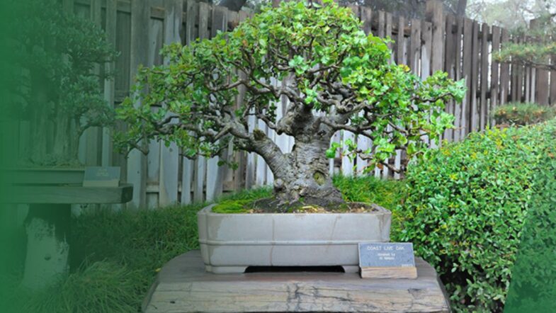 How To Bonsai An Oak Tree - Guide - Indoor Green Guide
