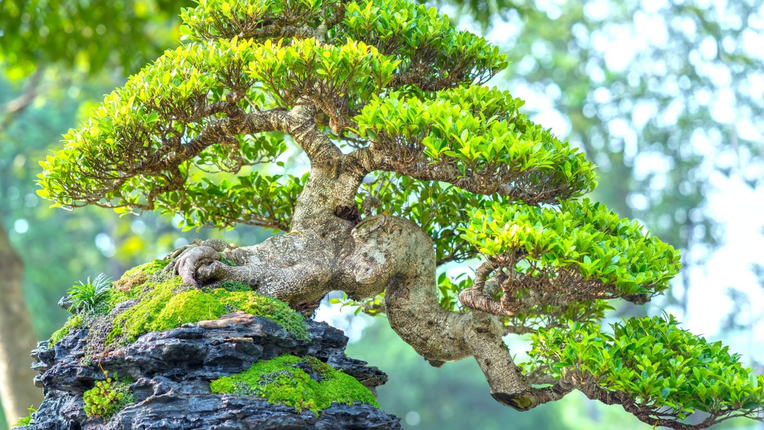 How To Bonsai An Oak Tree - Guide - Indoor Green Guide