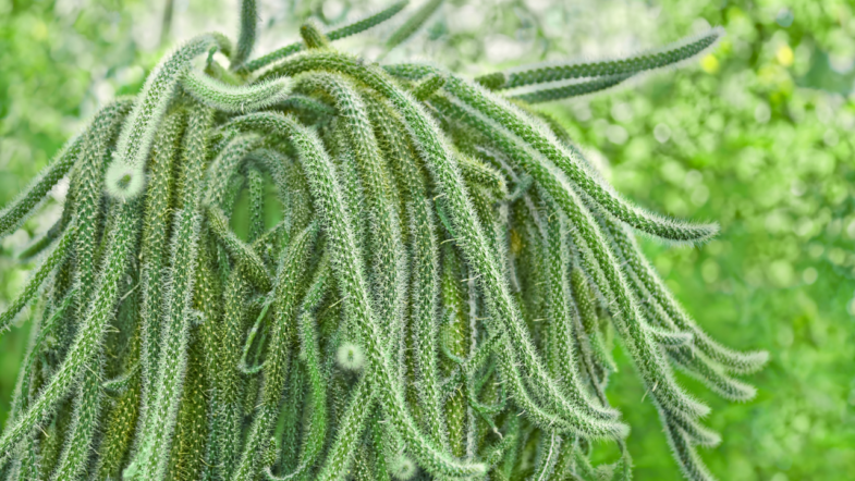 What Is A Rat Tail Cactus? 4 Reliable Facts! - Indoor Green Guide