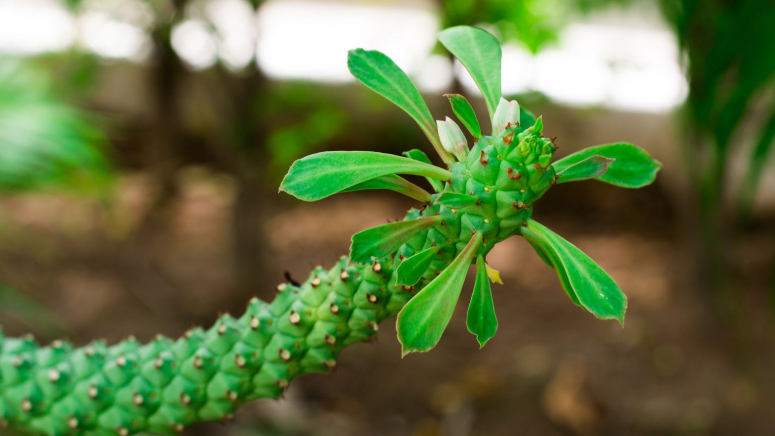 What Is A Rat Tail Cactus? 4 Reliable Facts! - Indoor Green Guide