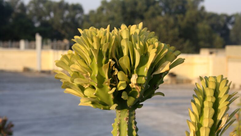 What Is The African Milk Tree? Adaptable 4 Sure! - Indoor Green Guide