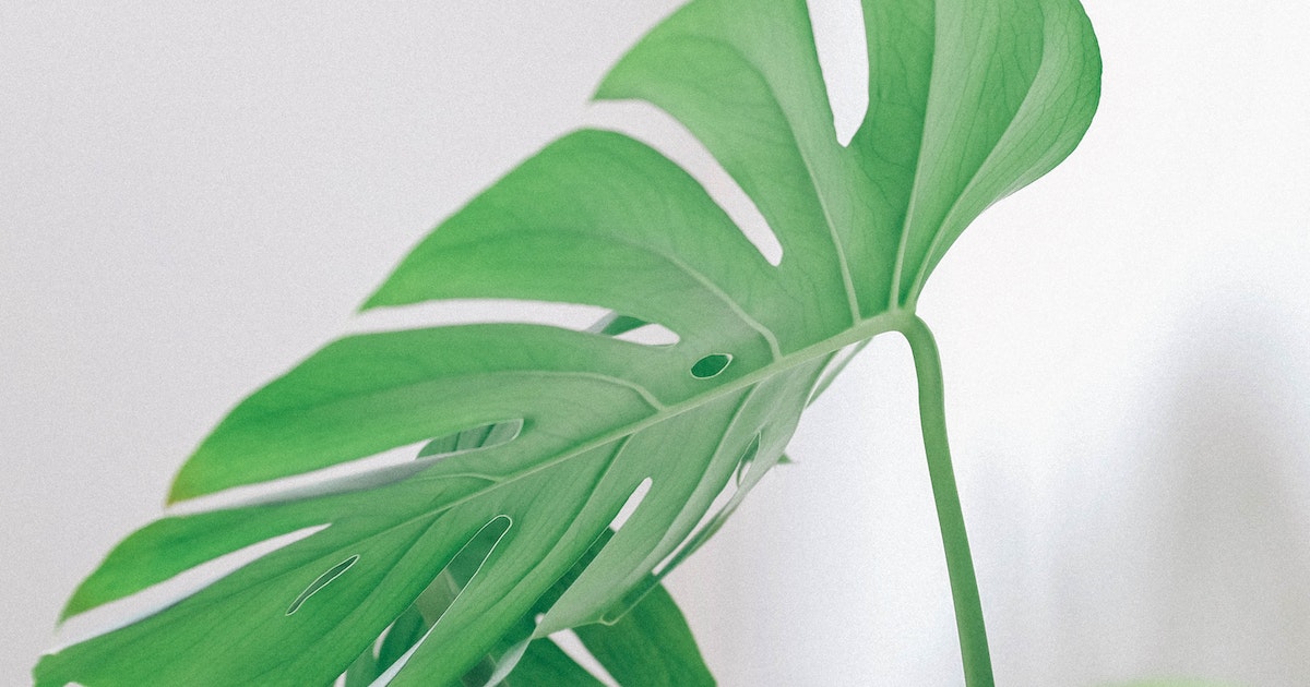 Why Do Monstera Leaves Split? The Science Explained - Indoor Green Guide